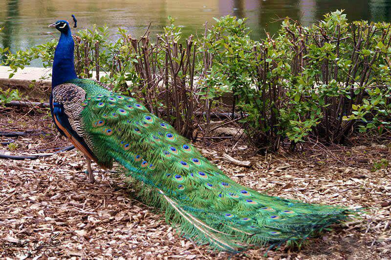 تخم نطفه دار طاووس/ خرید تخم طاووس/ فروش تخم طاووس/آموزش پرورش و جوجه ...