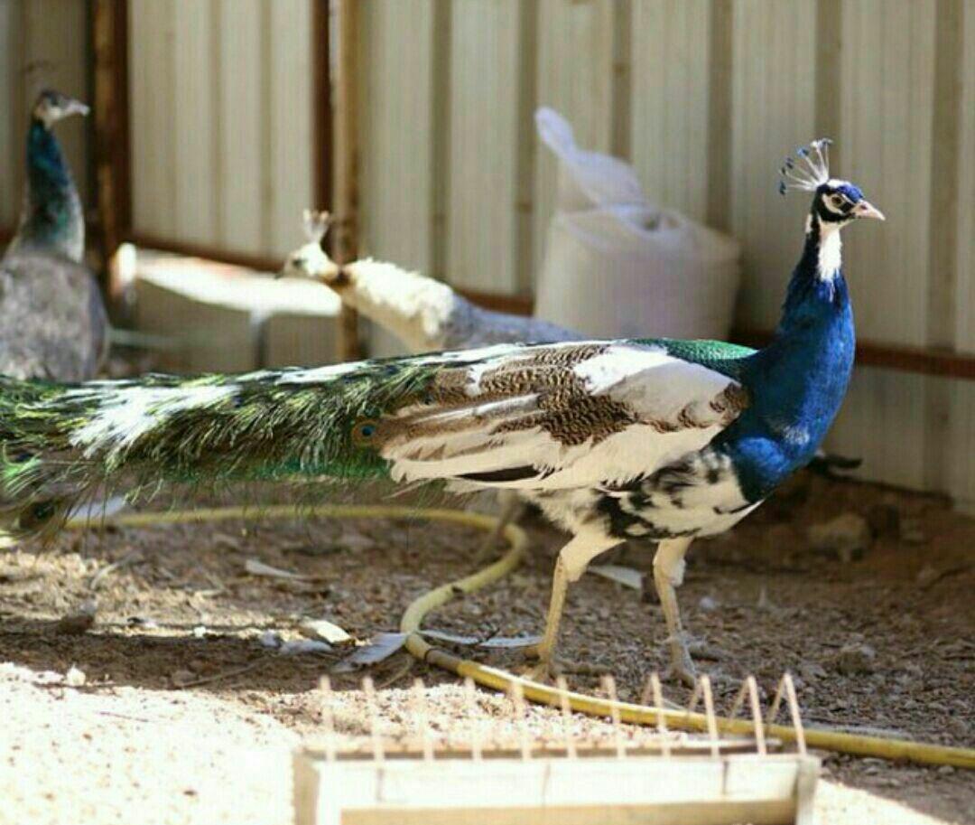 تخم نطفه دار طاووس/ خرید تخم طاووس/ فروش تخم طاووس/آموزش پرورش و جوجه ...