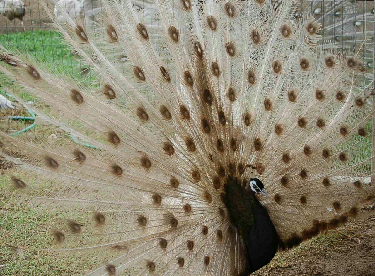 تخم نطفه دار طاووس/ خرید تخم طاووس/ فروش تخم طاووس/آموزش پرورش و جوجه ...