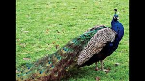 تخم نطفه دار طاووس/ خرید تخم طاووس/ فروش تخم طاووس/آموزش پرورش و جوجه ...