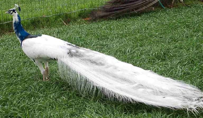 پرورش و نگهداری طاووس | جوجه کشی طاووس | نحوه نگهداری طاووس