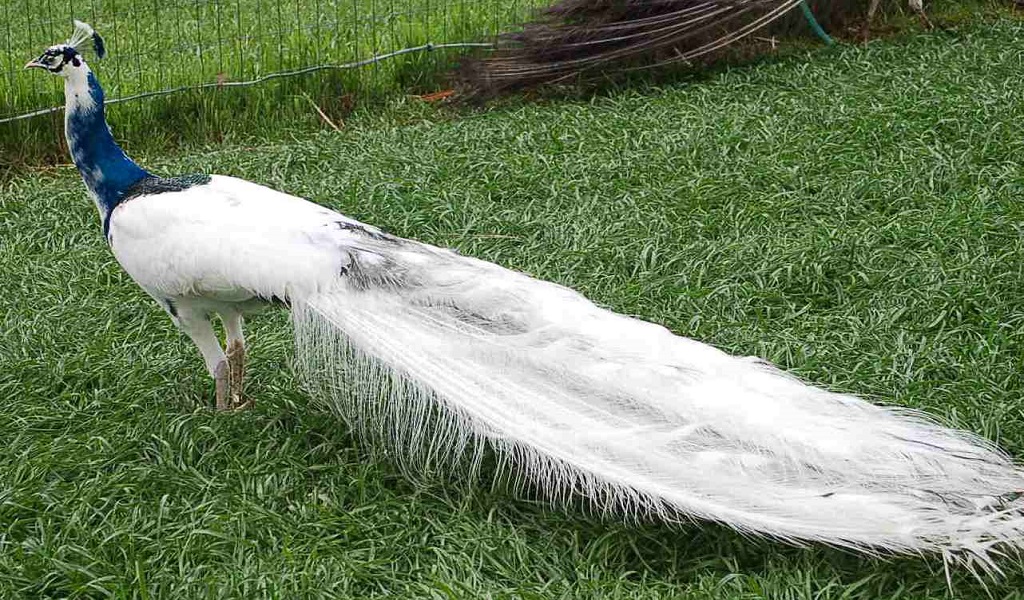 پرورش و نگهداری طاووس | جوجه کشی طاووس | نحوه نگهداری طاووس