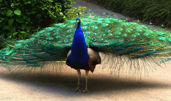 پرورش و نگهداری طاووس | جوجه کشی طاووس | نحوه نگهداری طاووس