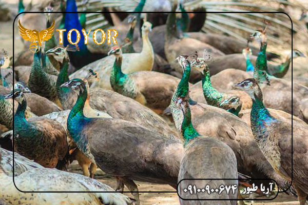 پرورش و نگهداری طاووس | آریا طیور | تولید و پخش تخم نطفه دار و دستگاه ...