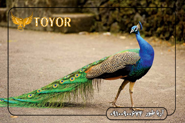 چطور بفهمیم طاووس نر است یا ماده؟ | آریا طیور | تولید و پخش تخم نطفه ...