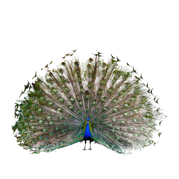 چطور بفهمیم طاووس نر است یا ماده؟ | آریا طیور | تولید و پخش تخم نطفه ...